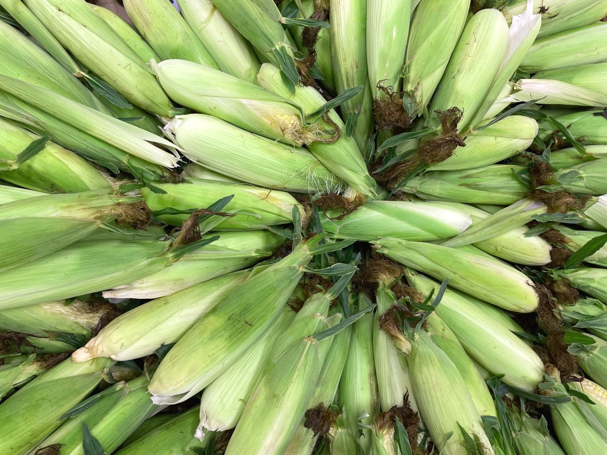 How to Cook Corn on the Cob: 4 Easy Methods, Plus Everything You Need ...